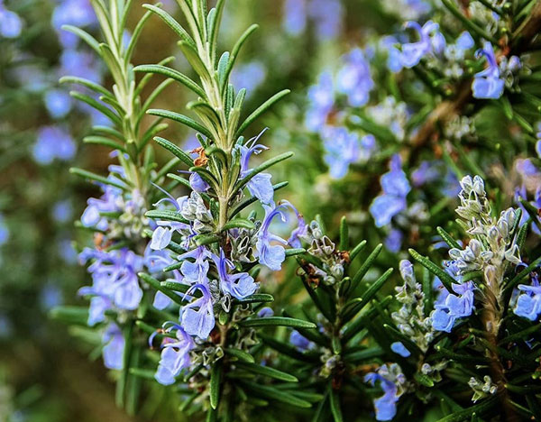 Découvrir le Romarin | Herboristerie du Docteur Sammut