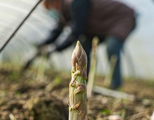 Découvrir l'Asperge | Herboristerie du Docteur Sammut