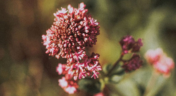 Découvrir la Valériane | Herboristerie du Docteur Sammut