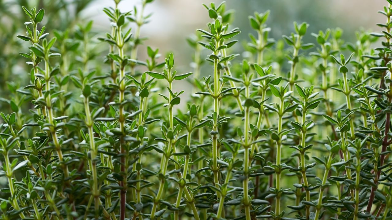 Le thym | Herboristerie du Docteur Sammut