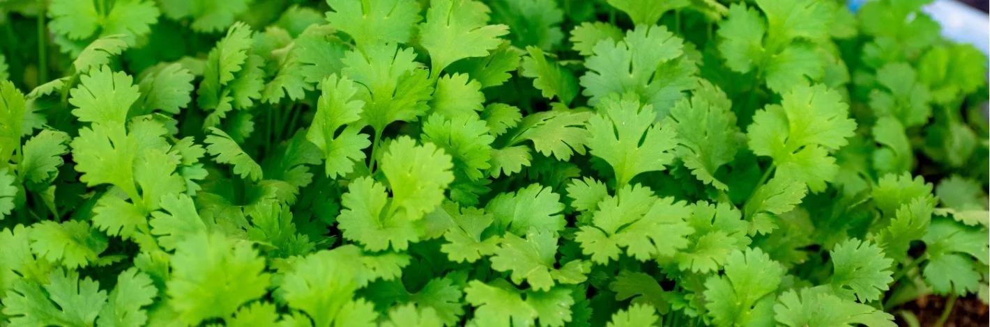 Culture de la coriandre : réussir sa plantation, récolte et ...