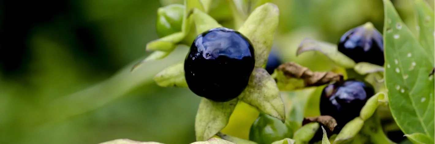 Belladone : attention plante toxique aux effets puissants ...